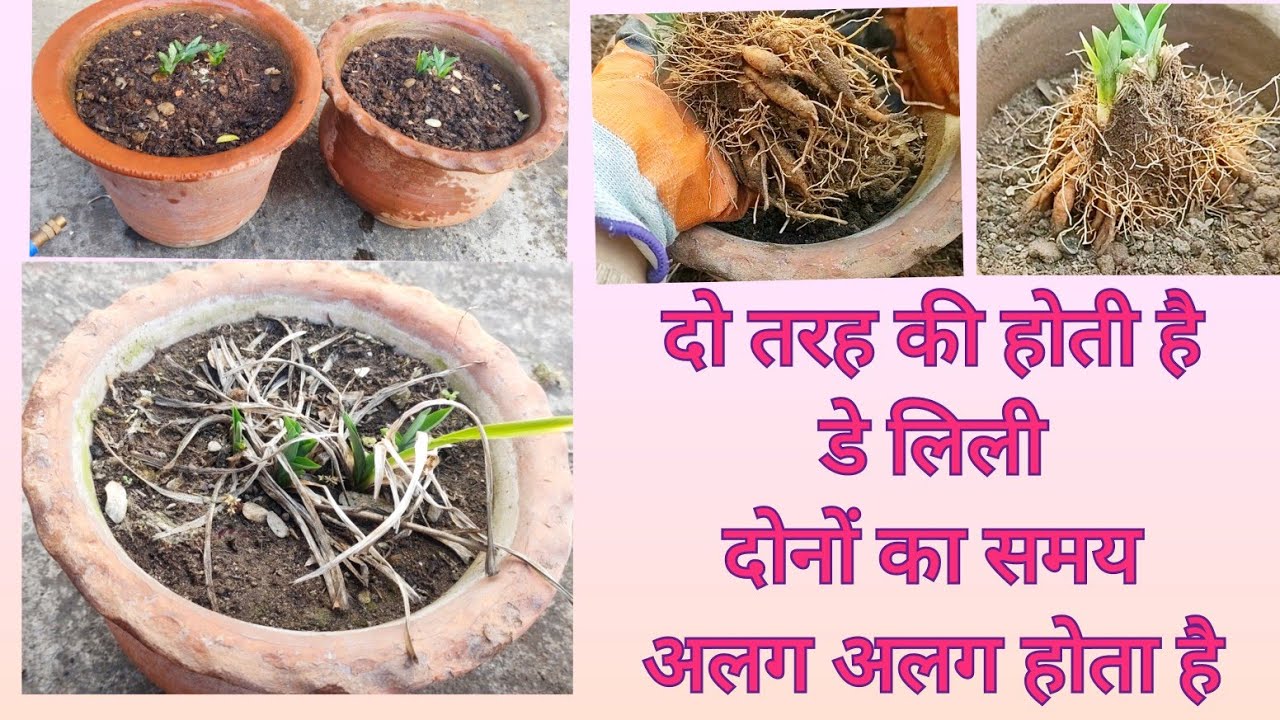 1669:- Two Types Of Day Lily / दो तरह की डे लिली / दोनों का समय अलग अलग ...