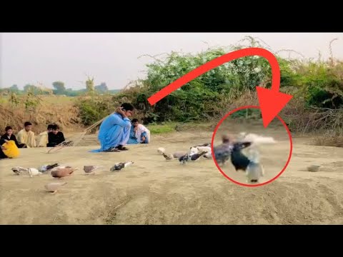 Pakistani kabutar fancy kabootar pet pigeons competition kabutar Kara ...