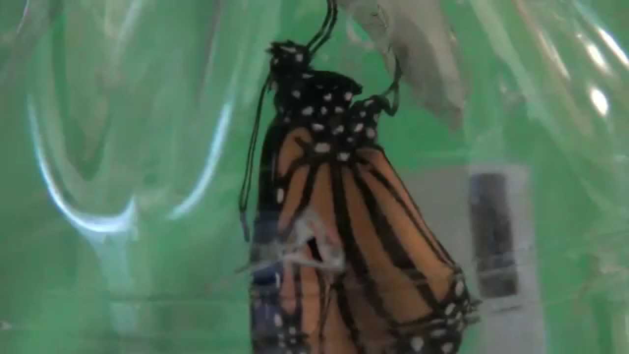 The Birth and Life Cycle of a Monarch Butterfly - YouTube