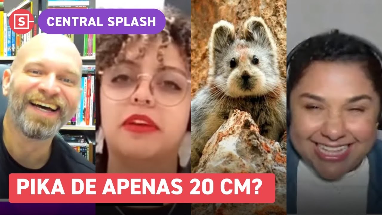 Pika de 20 cm em extinção! Entenda a piada das redes sociais - YouTube