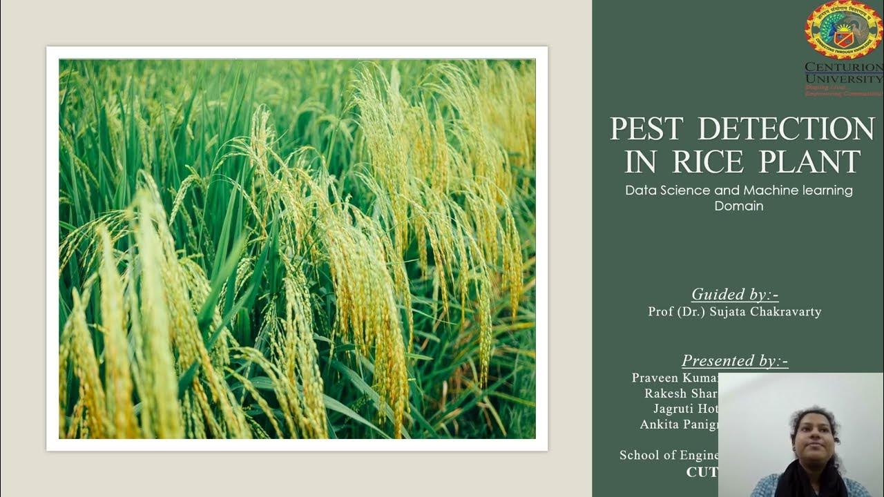 Pest Detection in Rice Plant | Data Science & Machine Learning | CTUM ...
