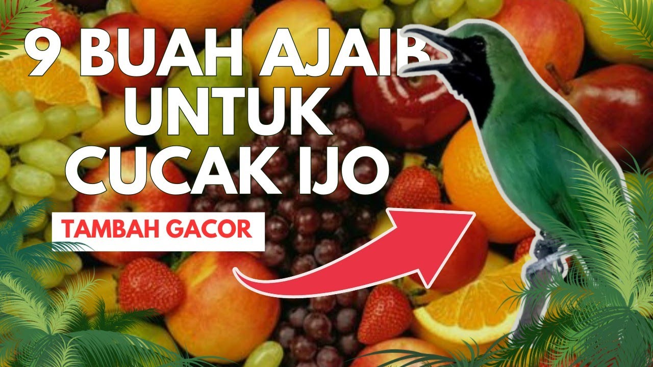 9 BUAH AJAIB UNTUK CUCAK IJO MAKIN GACOR | 9 MAGIC FRUITS TO MAKE IJO CUCAK GACOR GACOR - YouTube
