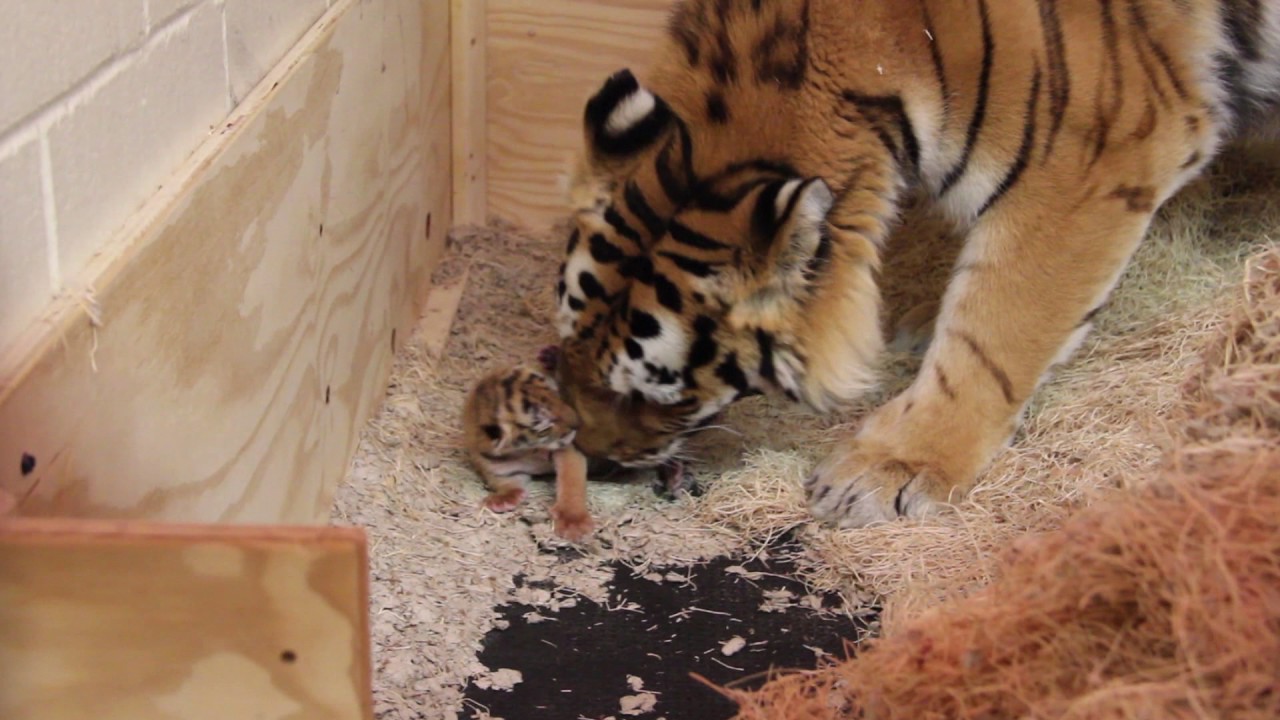 Minnesota Zoo New Tiger Cub Update - YouTube