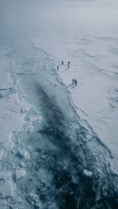 Scientists Film Strange Creature Moving Beneath Antarctic Ice - YouTube