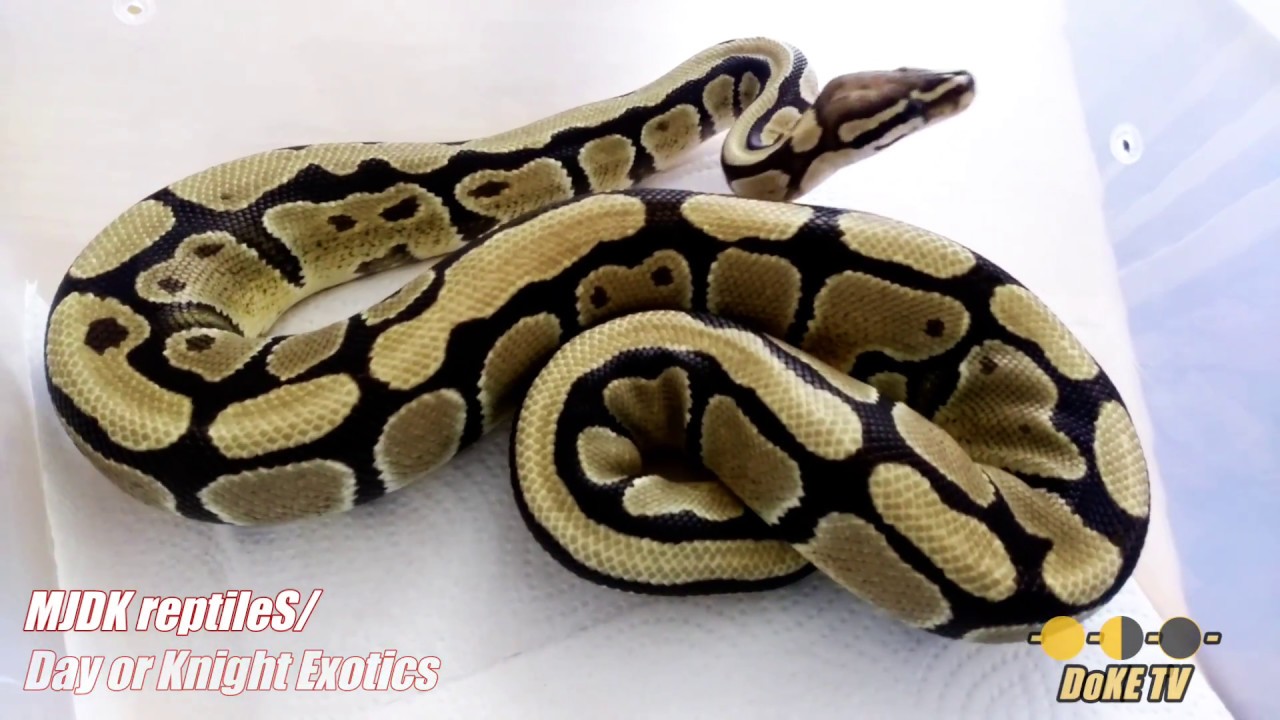 VANILLA Ball Python : SUPER CLEAN 🔥 - YouTube