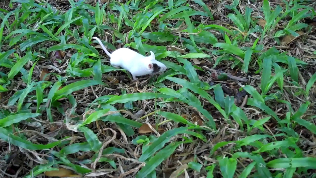 The Adventures of Lani Moo... - YouTube