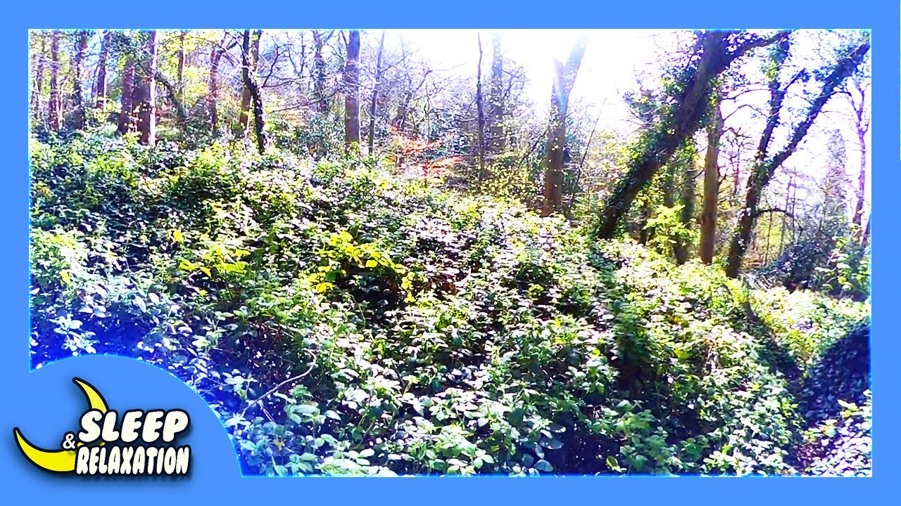 Greenery makes for a lovely sight (Nature Visualizer) - YouTube