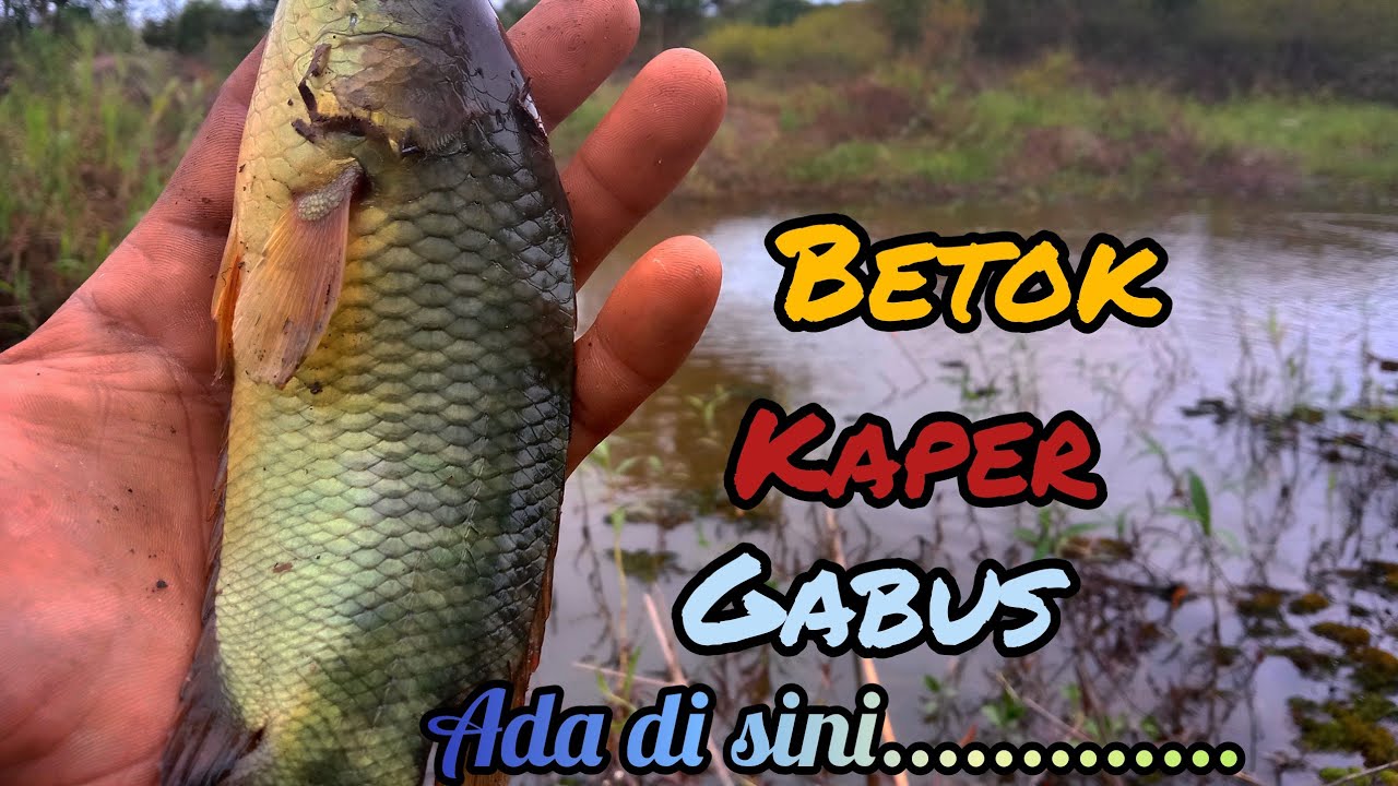 BERMACAM MACAM JENIS IKAN DISINI BETOK, GABUS & KAPER - YouTube