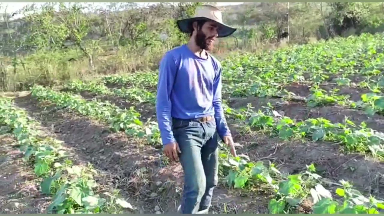 As quatro etapas de crescimento do pepino - YouTube