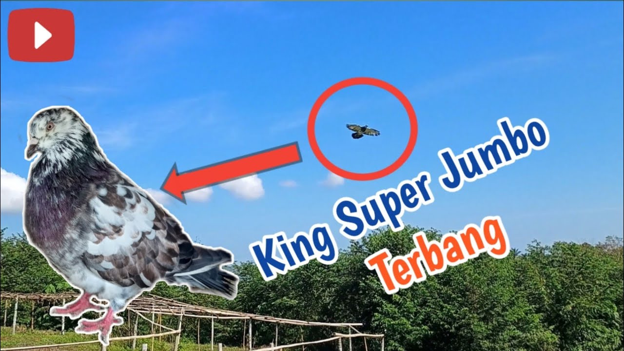 Merpati King Super Jumbo Test Terbang - YouTube