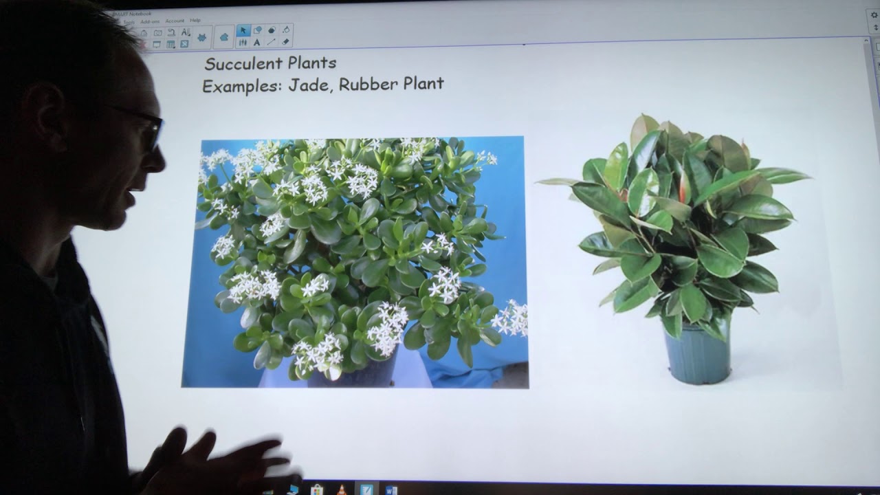 Plants Week Three Review-part one - YouTube