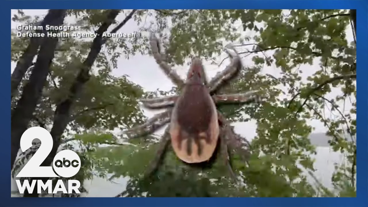 Tick-borne disease appearing in deer ticks across the Mid-Atlantic ...