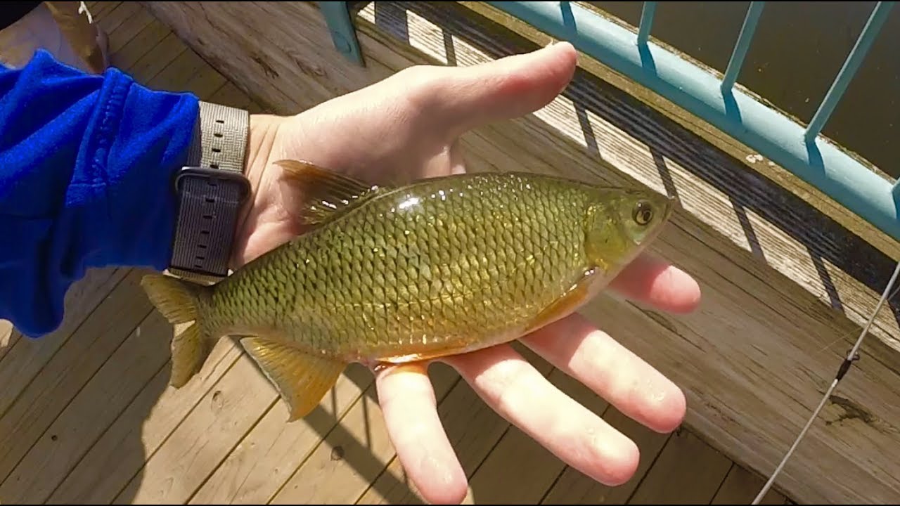 Fishing for Golden Shiners - YouTube