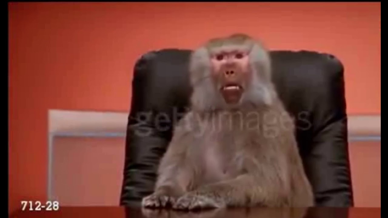 Бабуин в офисе | Baboon at office - YouTube