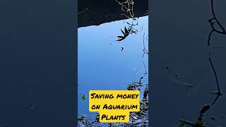 Save Money By Collecting  Aquarium Plants at Urban or Suburban Lakes!