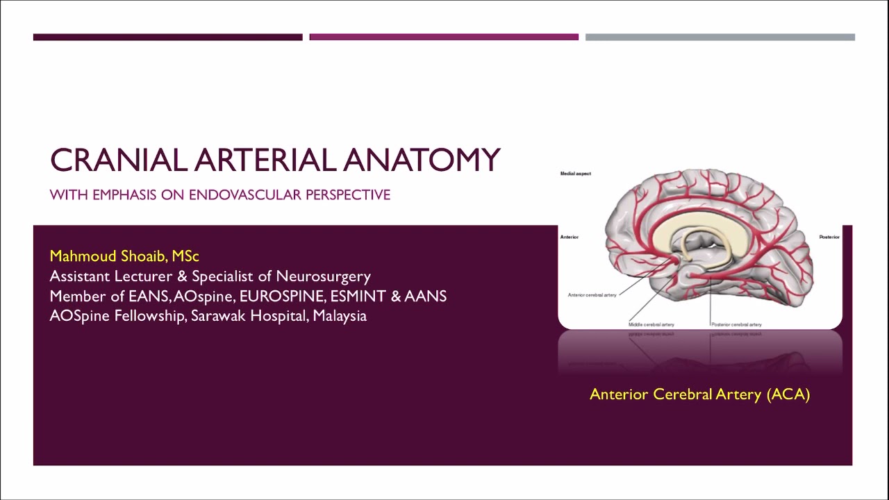 Anterior Cerebral Artery (ACA) - Cranial Arterial Anatomy 06 - YouTube
