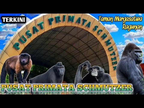 PUSAT PRIMATA SCHMUTZER || TAMAN MARGASATWA RAGUNAN || RAGUNAN ZOO ...