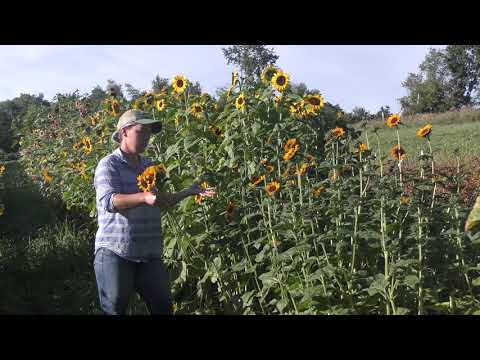 How To Grow Ornamental Sunflowers Sunflowerselections Comsunflower ...