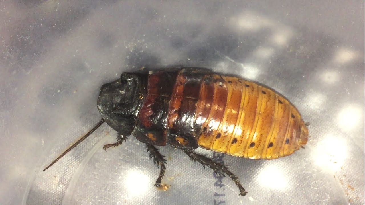 First Giant Hissing CockRoach For My Acanthoscurria Geniculata. - YouTube