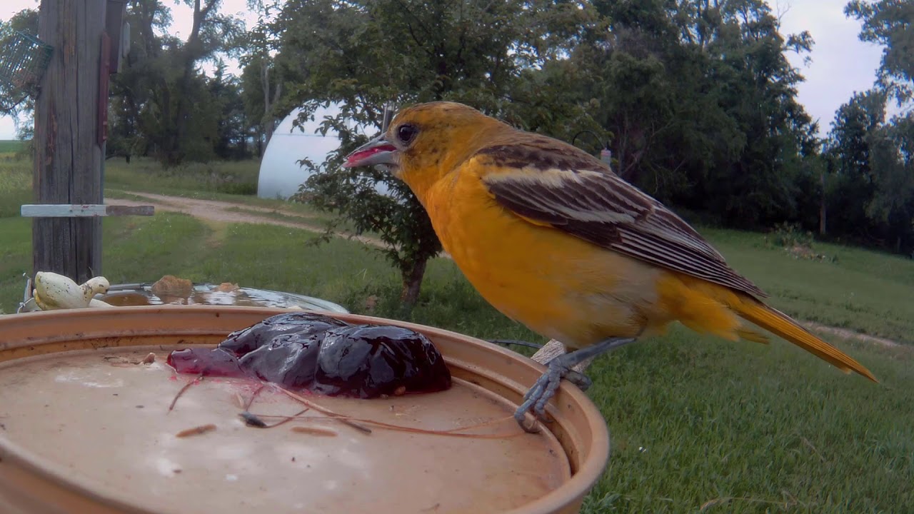 Birds of Hanson County Revisited (2018) - YouTube