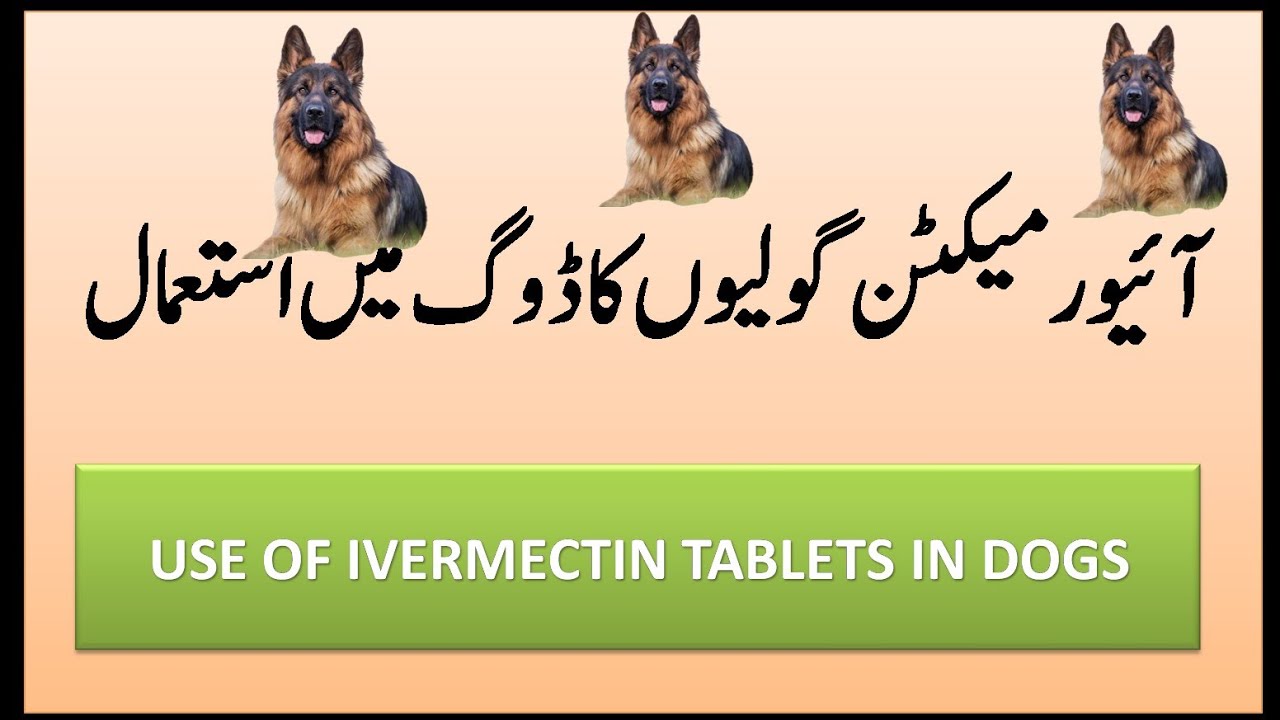 Use of Ivermectin tablet in Dogs||Dosage of Ivermectin in Dogs|Dogs ...
