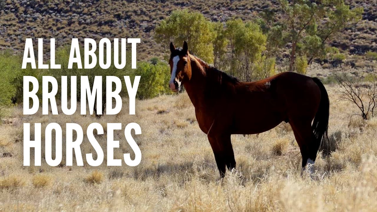 Brumby Horses: All About Australia’s Feral Horses - YouTube