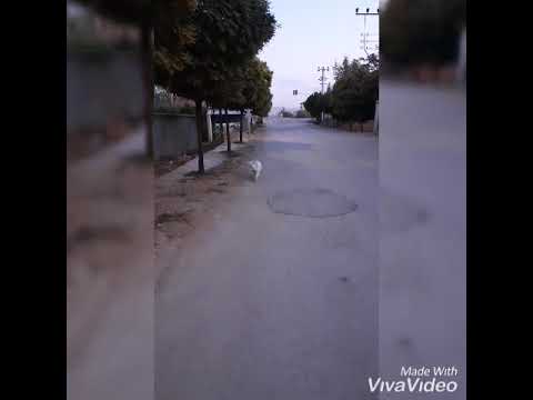 Sen caqirsan sewqilimm qaca qaca gelirim