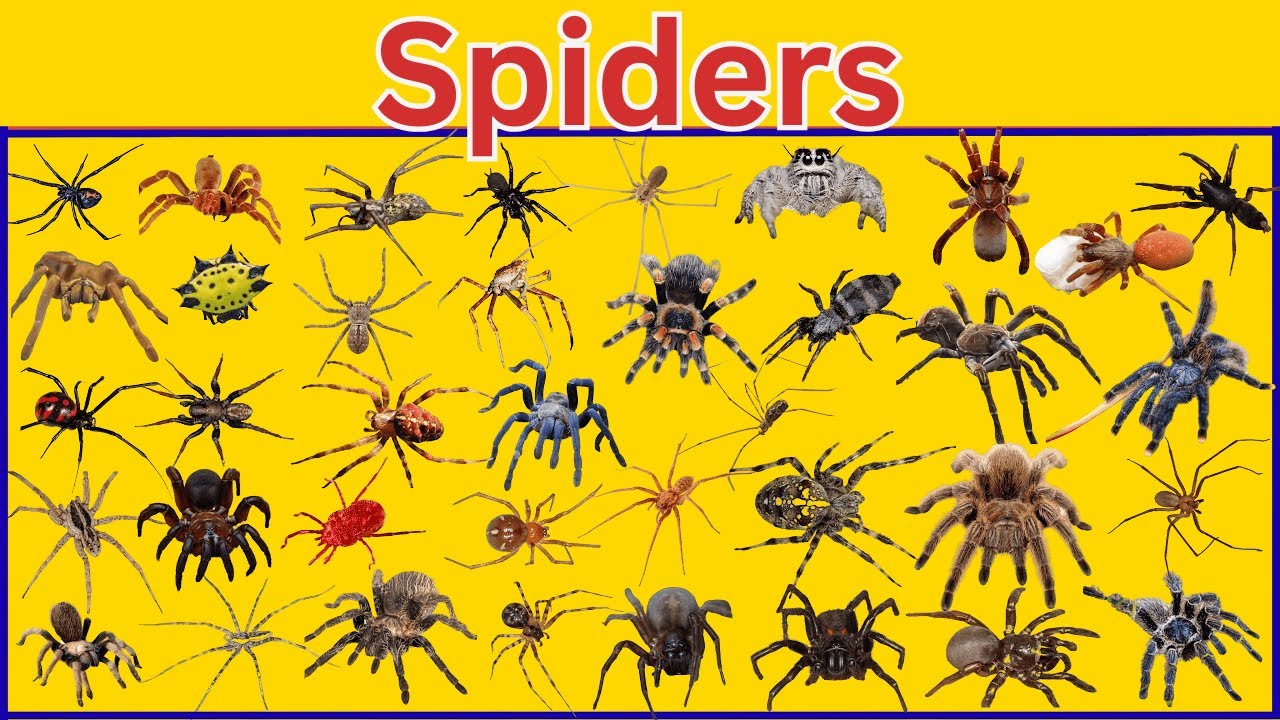Learning Spider Names | 70 Types of Spiders Around the World - YouTube