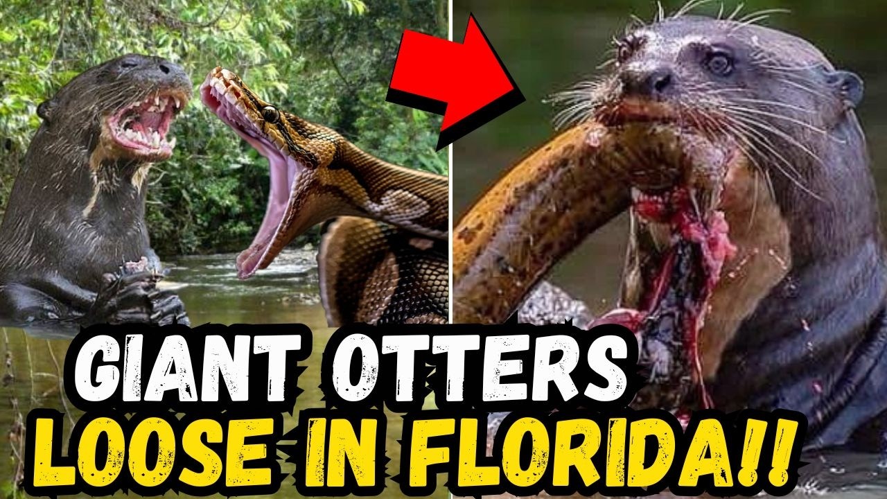 🔥 FLORIDA'S SECRET WEAPON: Giant River Wolves Unleashed Against Python Invasion! - YouTube