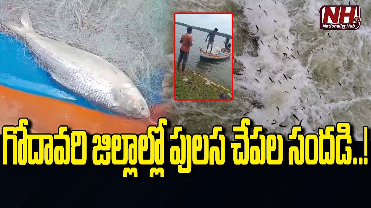 గోదావరి జిల్లాల్లో పులస చేపల సందడి | Pulasa Fish | Godavari River ...