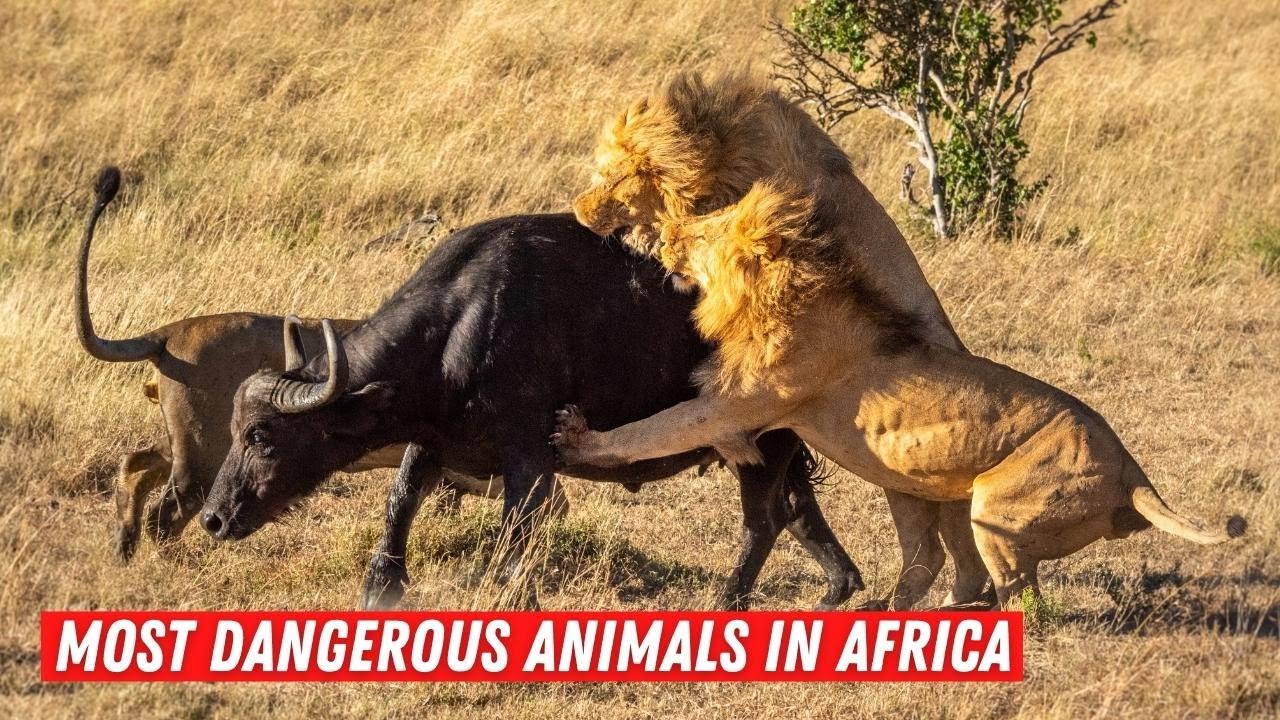 These are the Most Dangerous Animals in Africa - YouTube