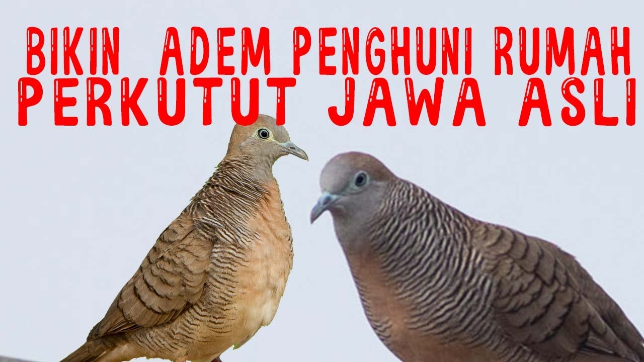 PERKUTUT LOKAL JAWA ASLI BIKIN ADEM PENGHUNI RUMAH - YouTube