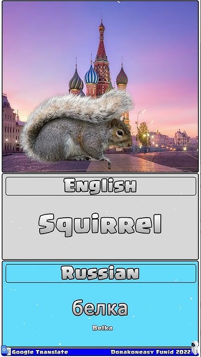 Squirrel in different languages - YouTube