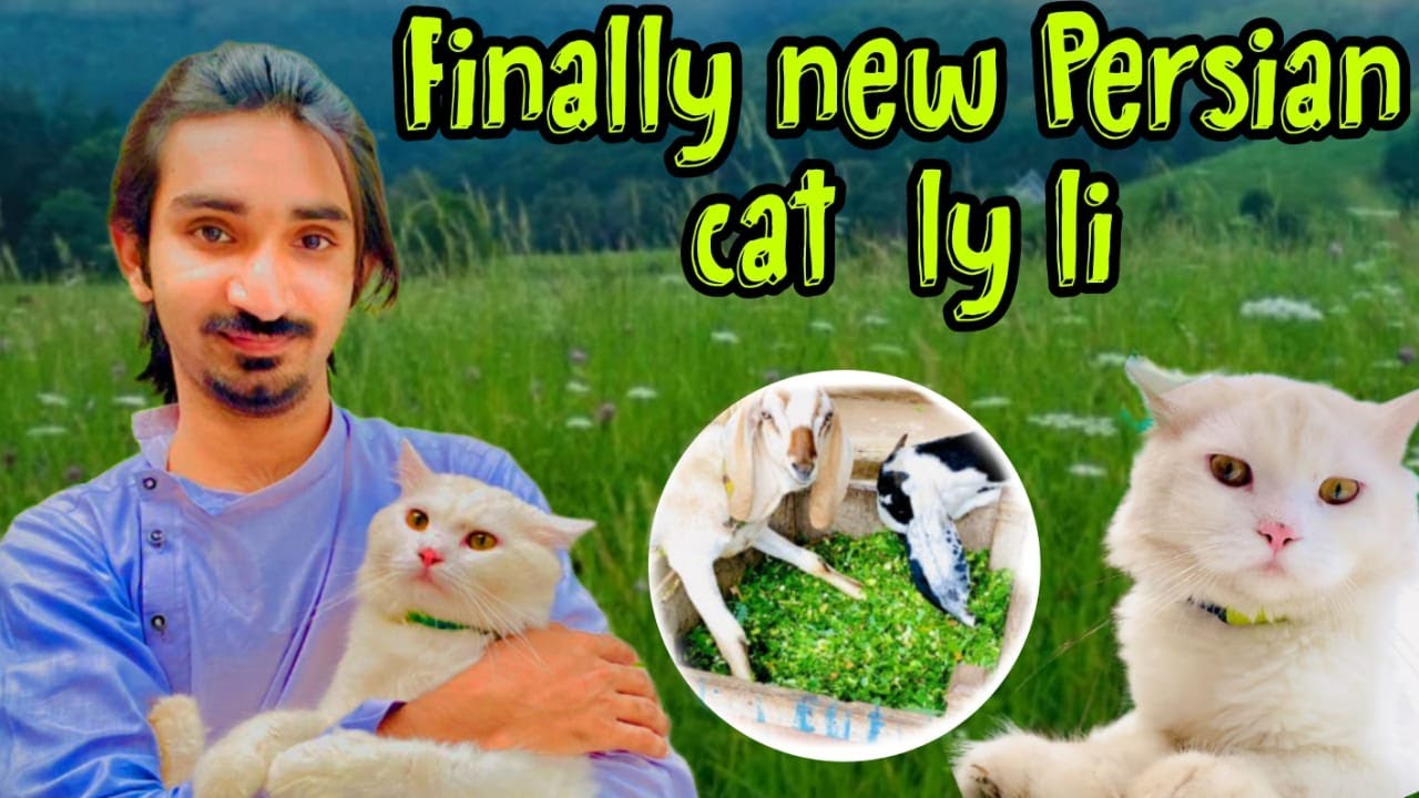 Finally New Persian Cat Ly Li 💕 || Buy A New Cat For My Home Zoo ...