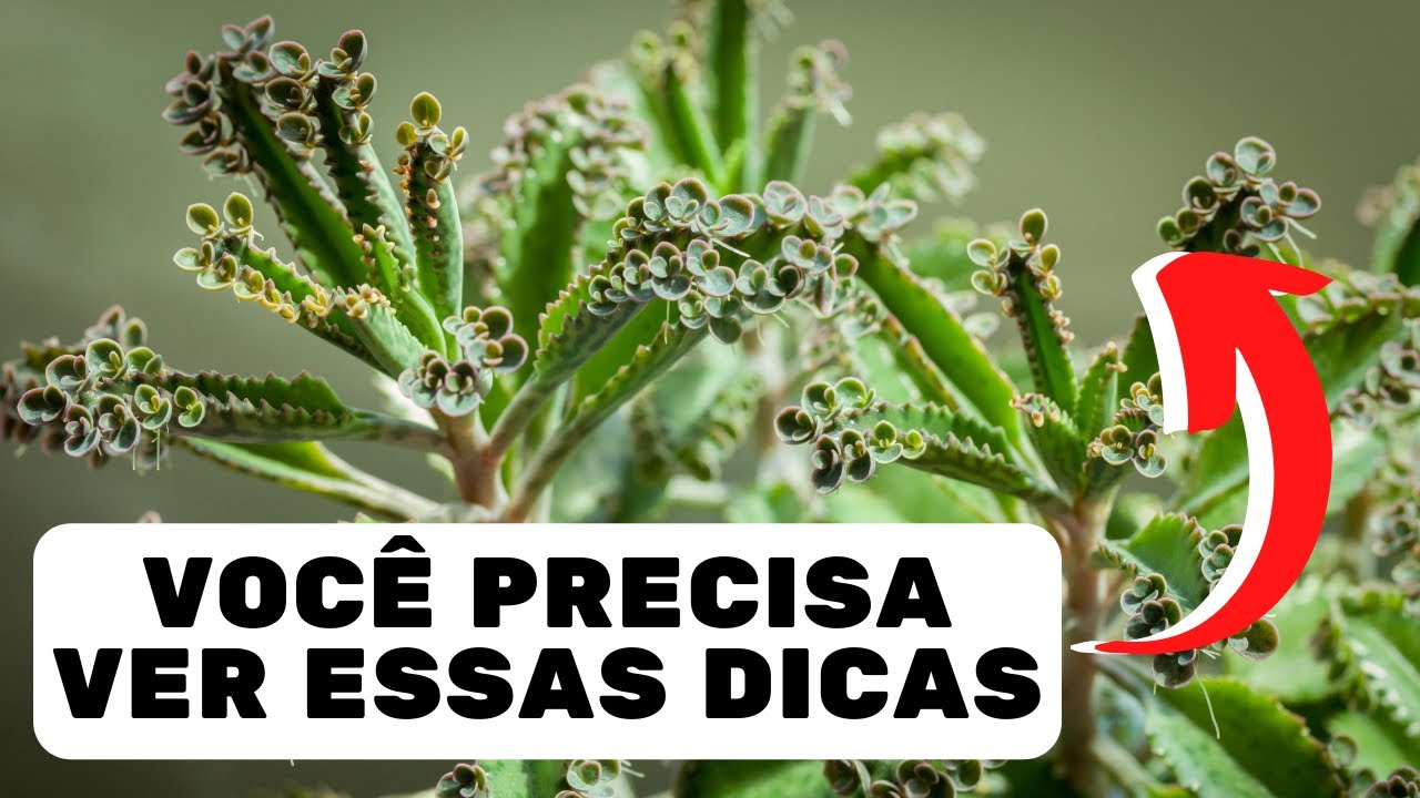 Aranto para que serve (como cuidar) - YouTube