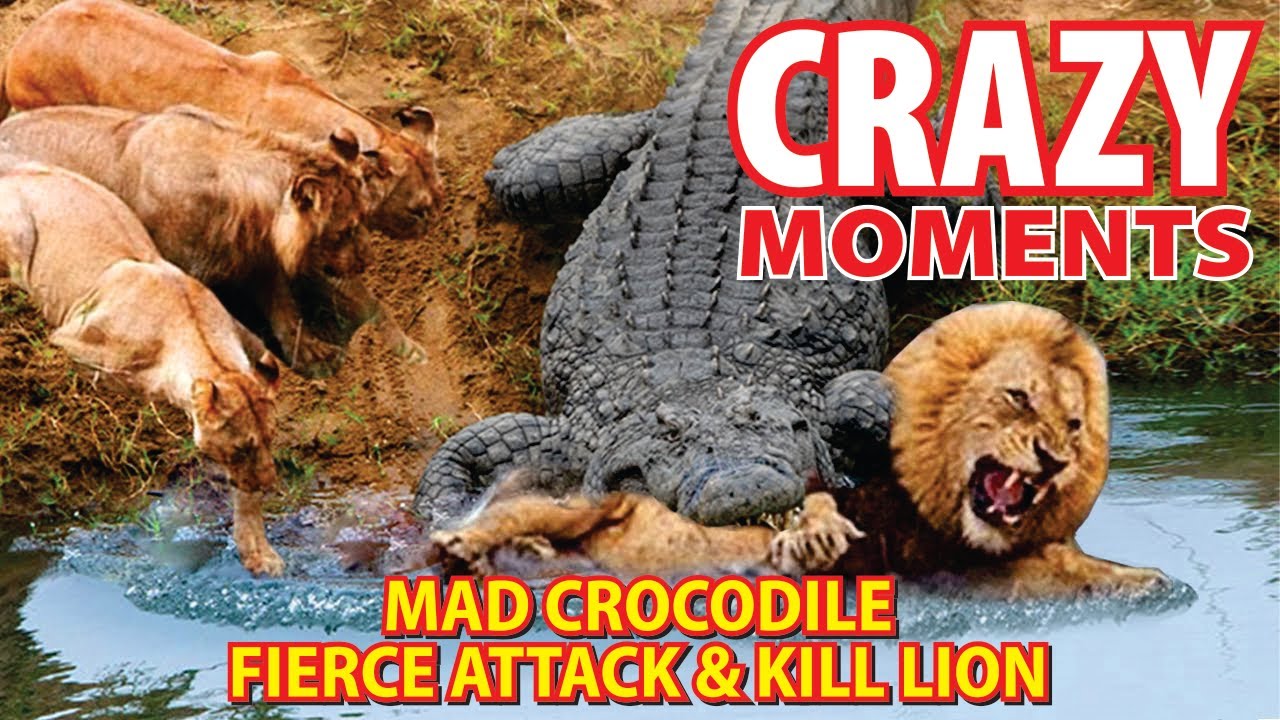 Crazy Moments! Mad Crocodile Fierce Attack & Kill Lion For Awake It ...