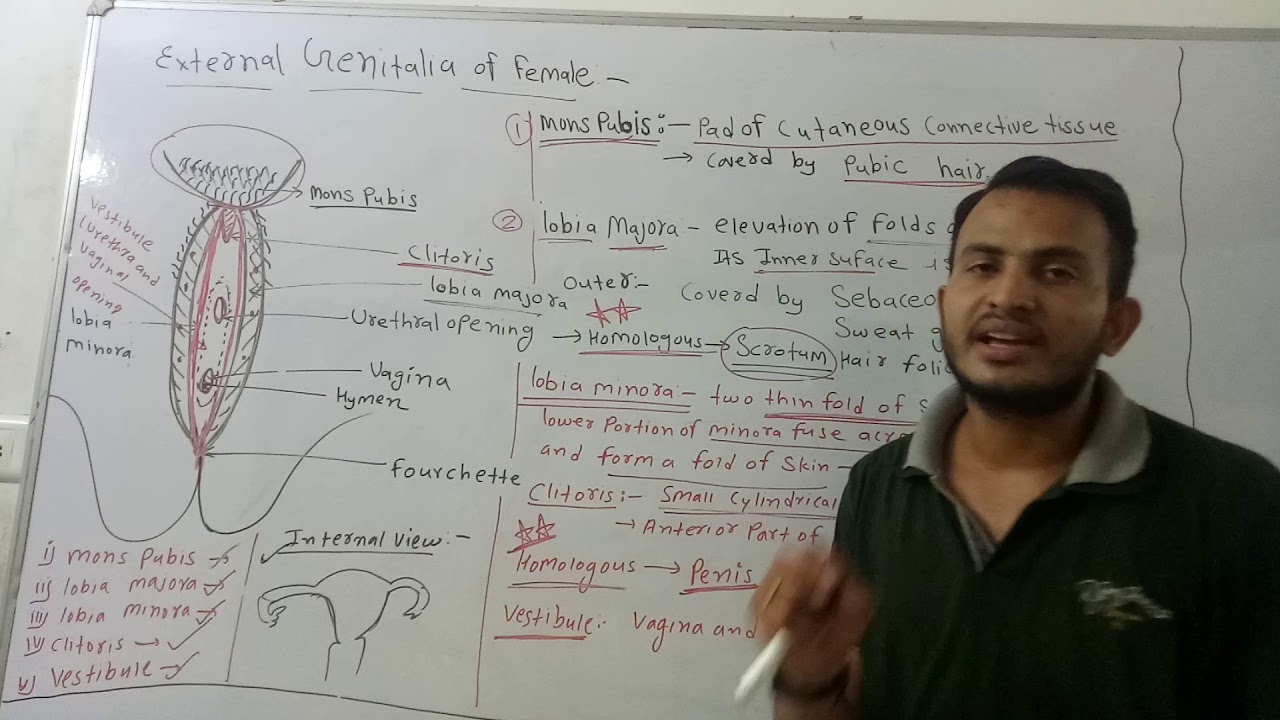 External genitalia of female reproductive system - YouTube