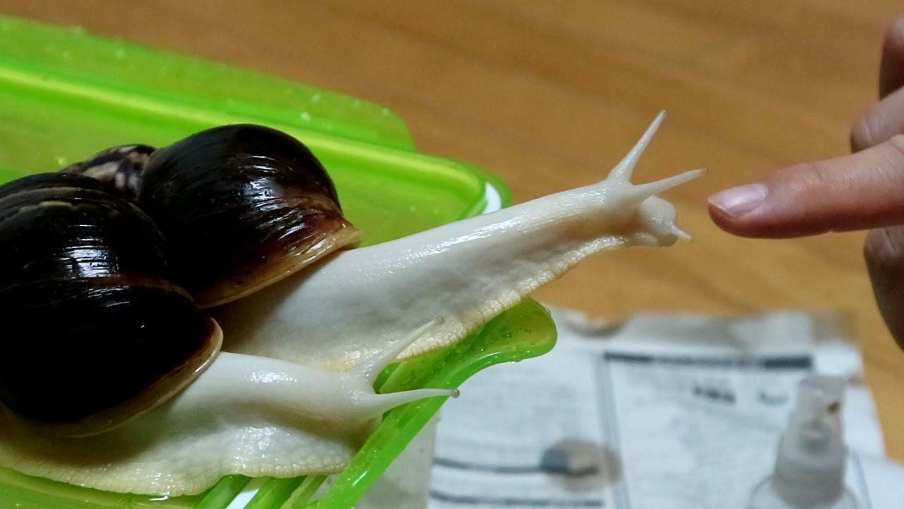 춤추는 달팽이를 본 적이 있나요? Have you ever seen a dancing snail? - YouTube