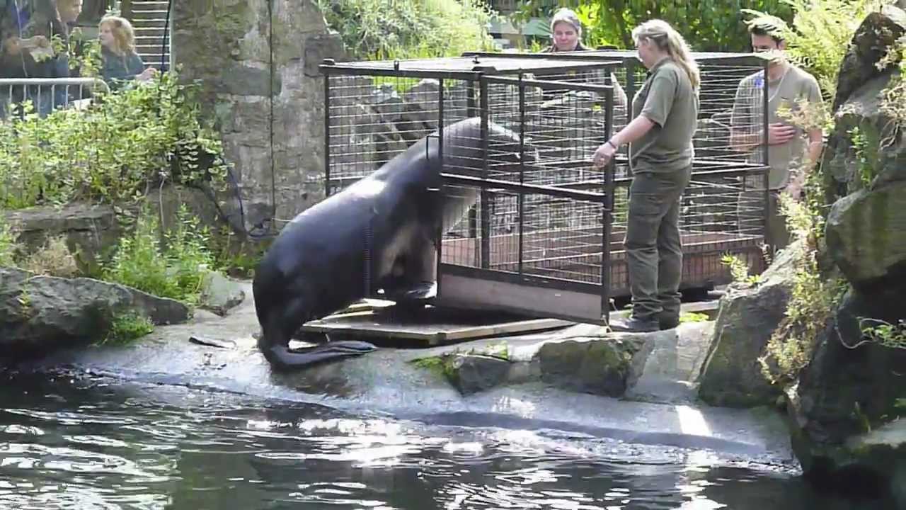Typical day out at Edinburgh zoo: pandas, penguins, sun bears, monkeys ...