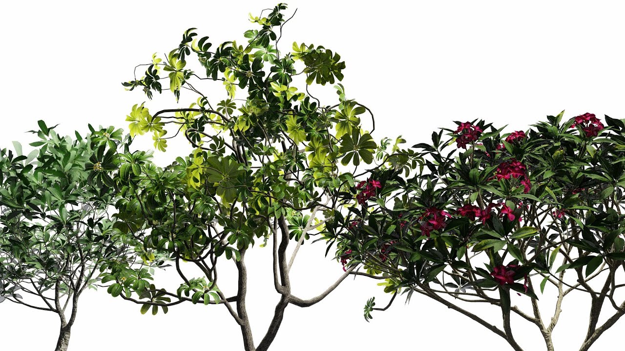 Pulmeria tree animated for Lumion 8 to 12 and later | Lumion Easy - YouTube