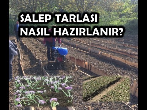 Salep Tarlası Nasıl Hazırlanır Toprak hazırlığı nasıl yapılır
