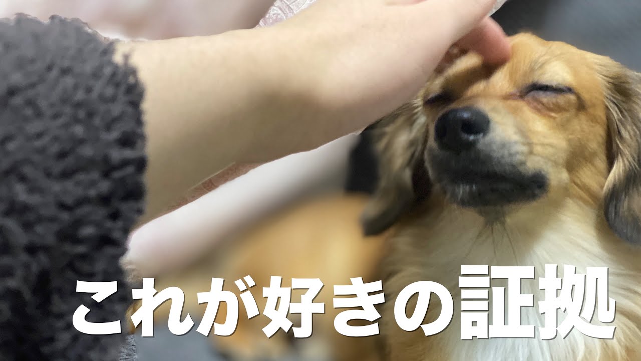 犬が好意を持っている人に見せる行動【犬 しぐさ 意味 犬との生活】 Youtube