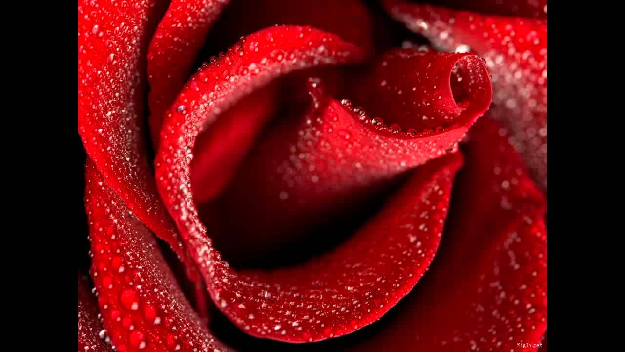 St Germain - Rose Rouge - YouTube