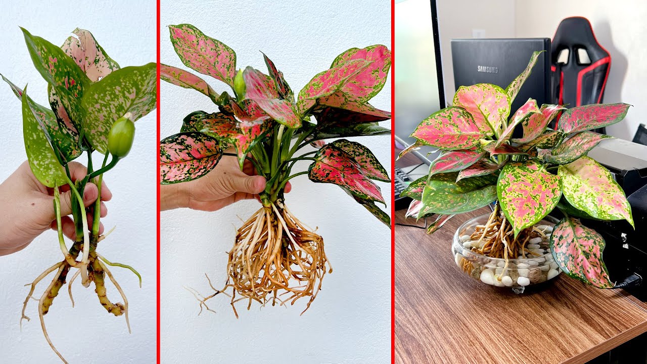 Amazing Beauty of Red Genius Tree, easy to grow in water, simple care ...