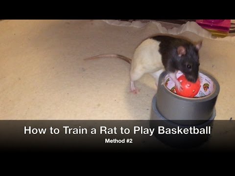How to Train a Rat to Play Basketball - Method #2 - YouTube