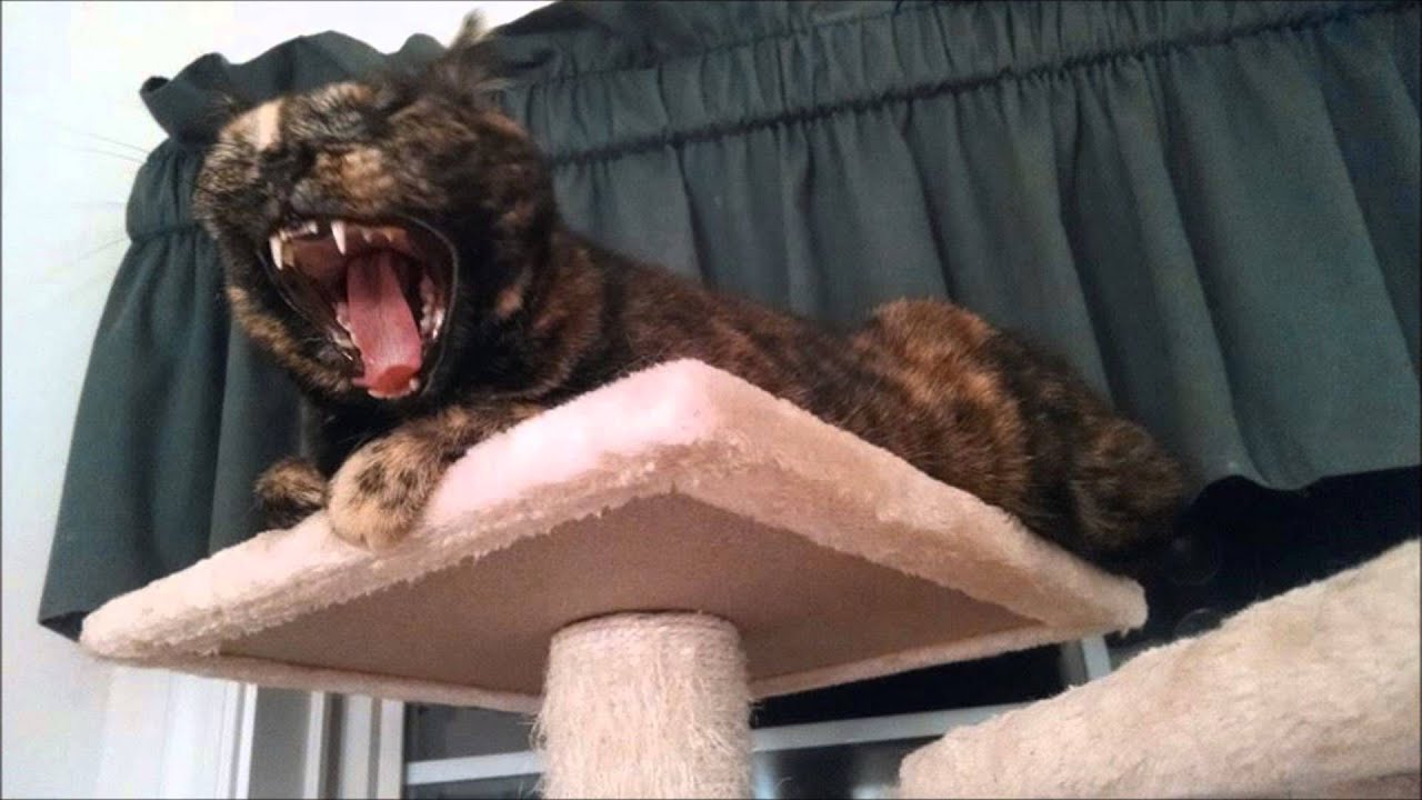 My Cat, Autotuned - YouTube