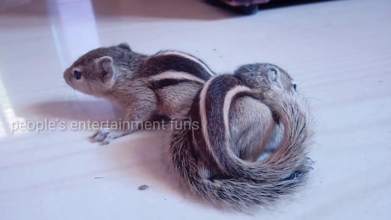 Raising A Baby Squirrel By Hand - A Childhood Dream HOW TO TAKE CARE OF ...