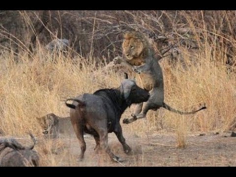 When Prey Fight Back Predators - YouTube