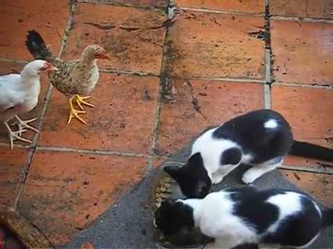 CATS vs. CHICKENS. Fight over food bowl. - YouTube