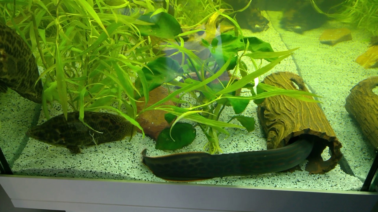 Fire eel (mastacembelus erythrotaenia) - YouTube